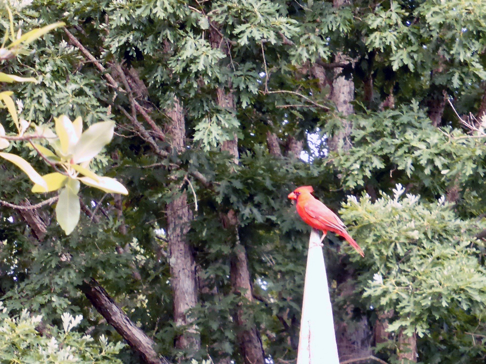 red bird, Biltmore, Asheville, North Carolina | Notable Travels